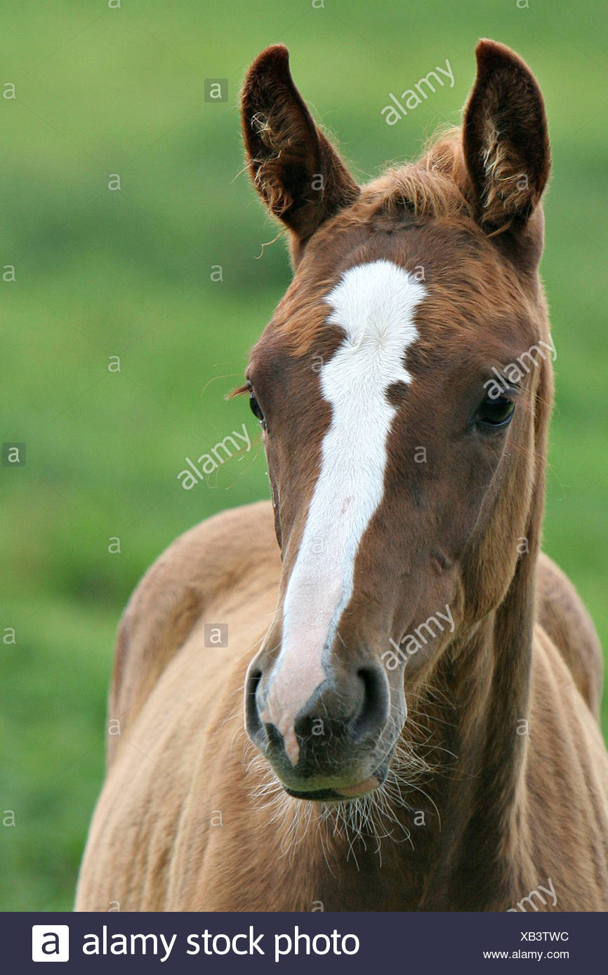 Cheval De Selle Francais High Resolution Stock Photography and Images ...