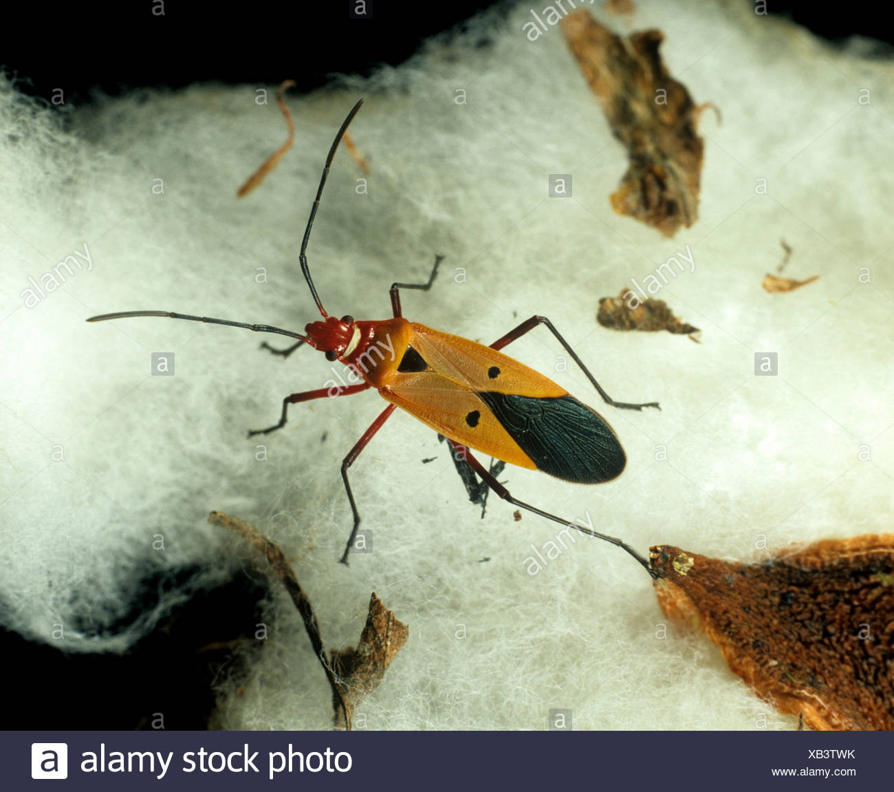 Cotton Stainer High Resolution Stock Photography and Images - Alamy