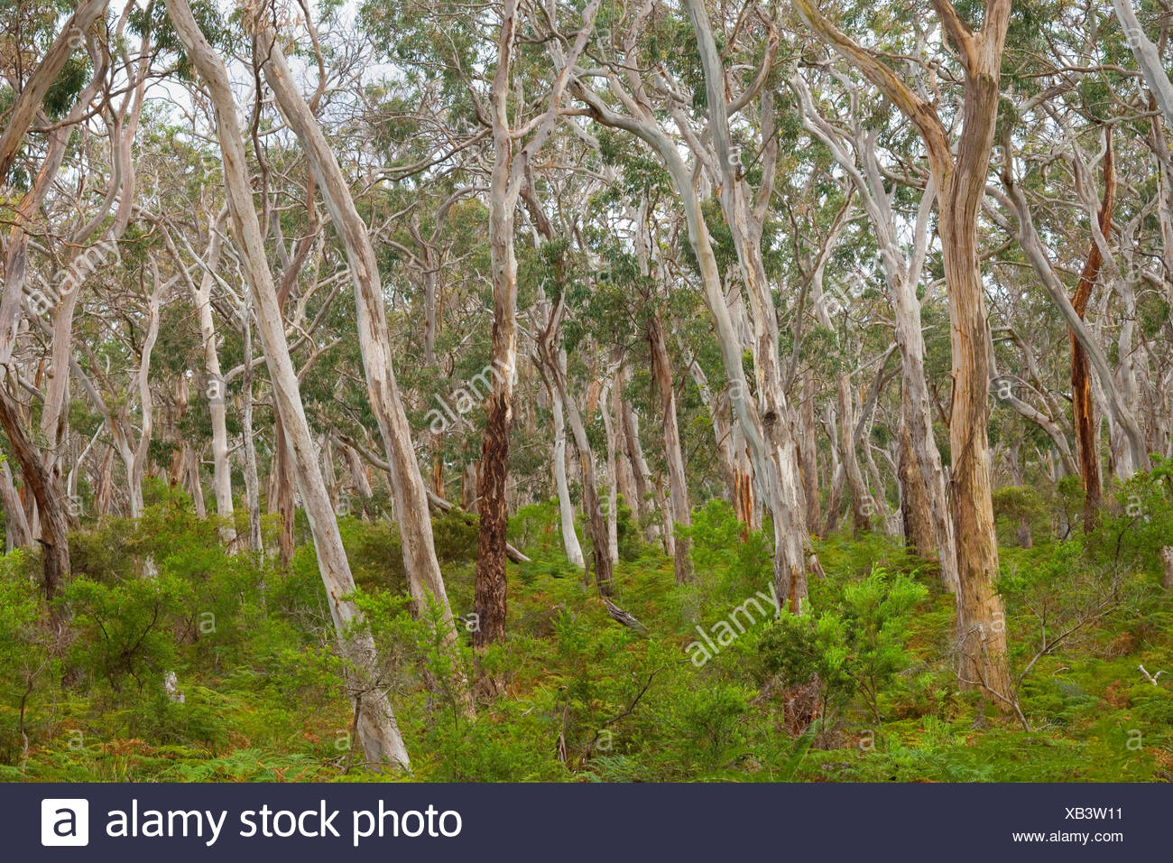 Gum Trees Australia Stock Photos & Gum Trees Australia Stock Images - Alamy