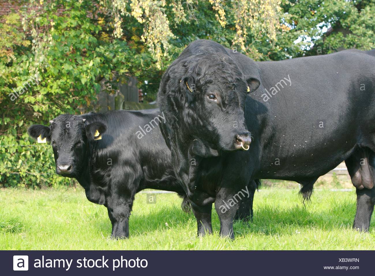 Welsh Black Bull High Resolution Stock Photography and Images - Alamy