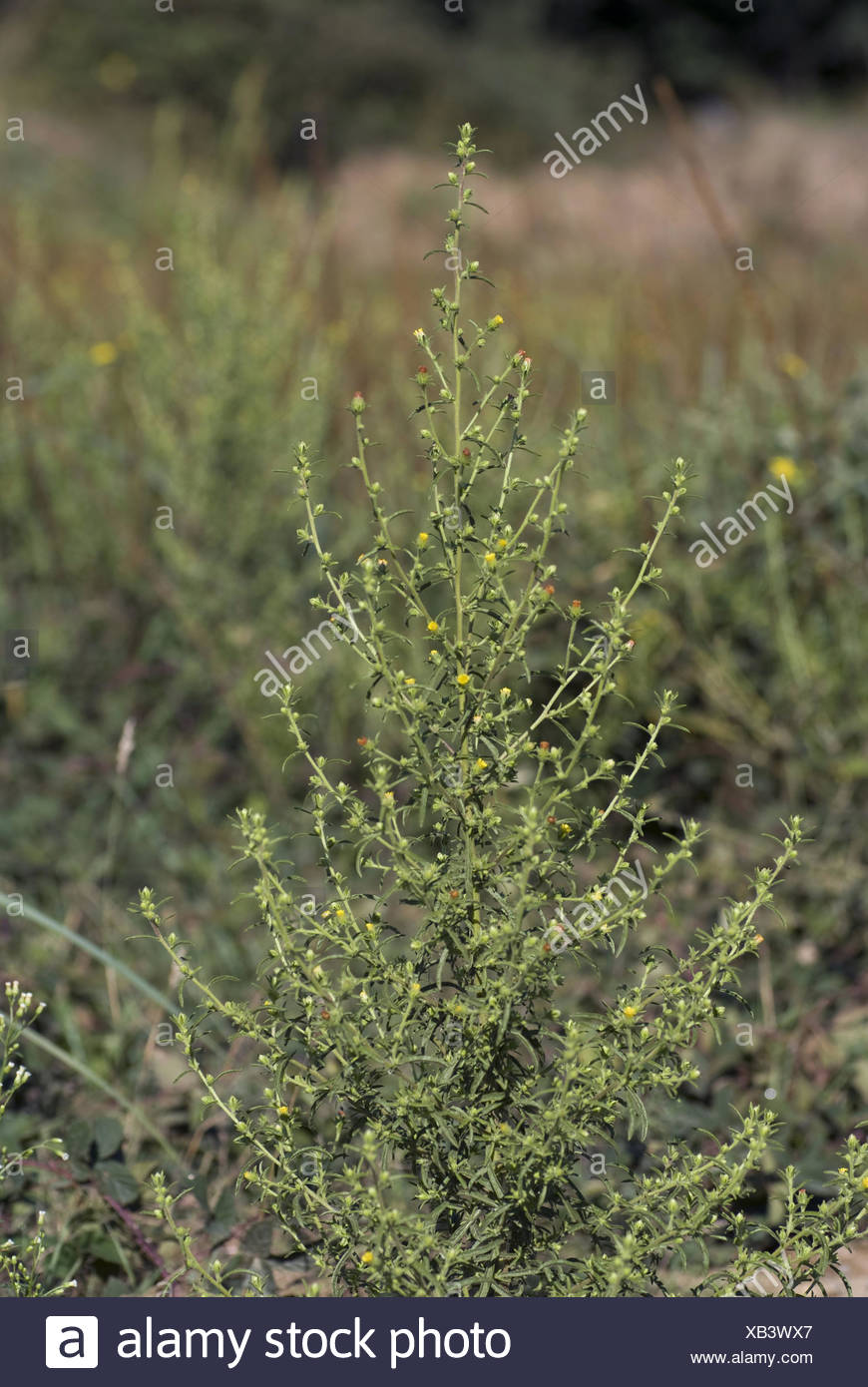 Stinkweed High Resolution Stock Photography and Images - Alamy