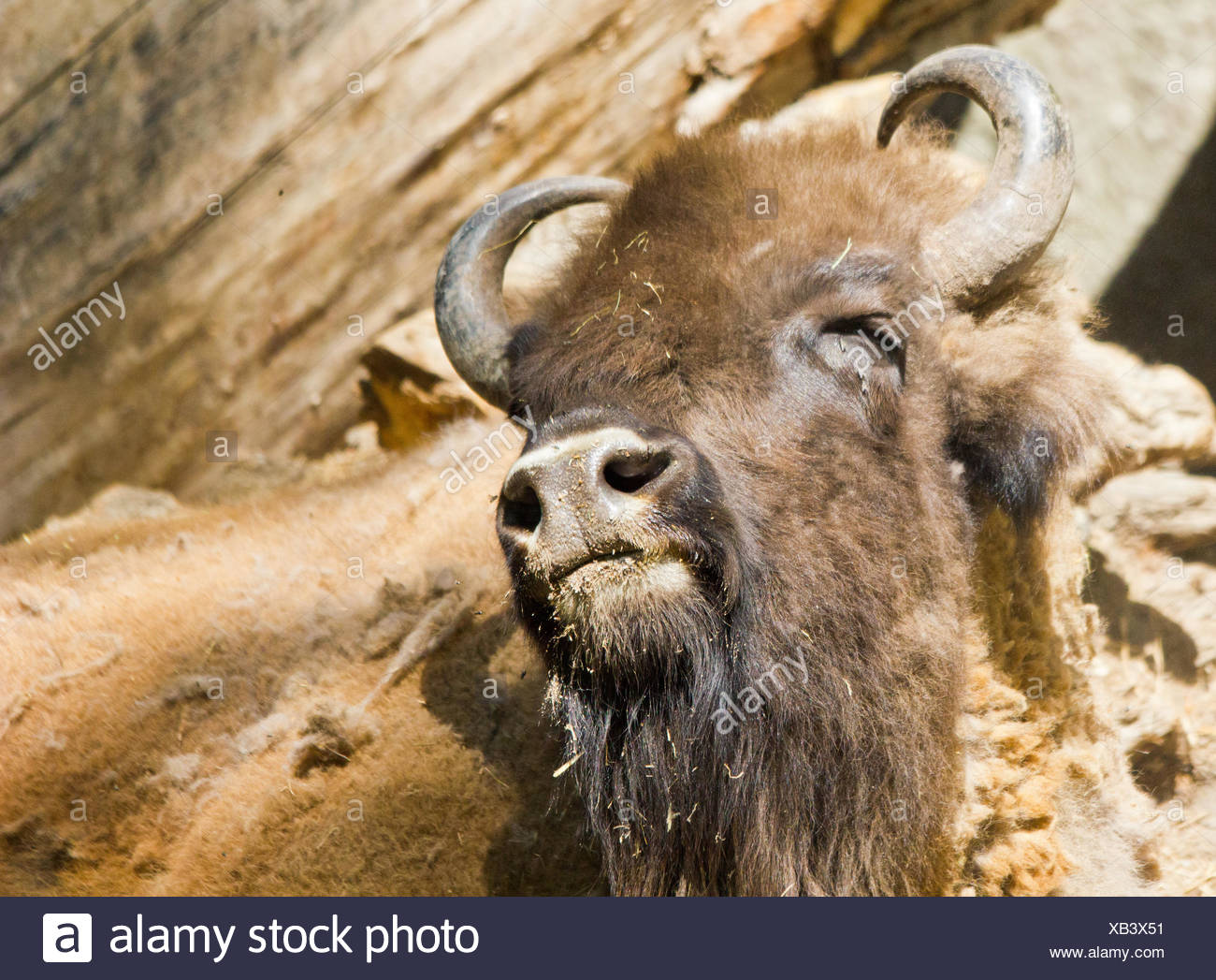 Buffalo Tongue High Resolution Stock Photography and Images - Alamy