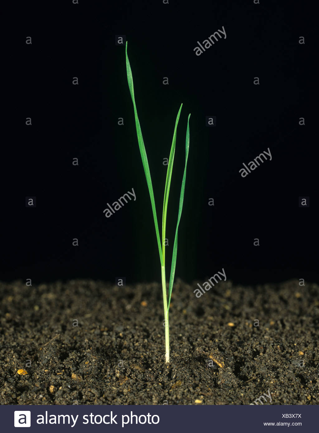 3 Leaf Stage High Resolution Stock Photography and Images - Alamy