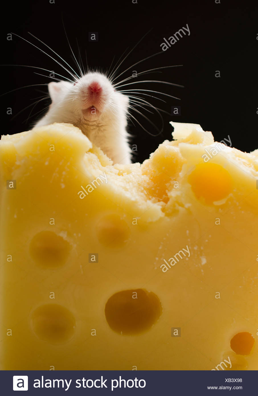 Mouse Eating Cheese High Resolution Stock Photography and Images - Alamy