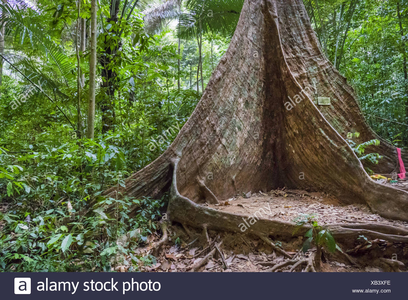 Tree Root In Cave High Resolution Stock Photography and Images - Alamy