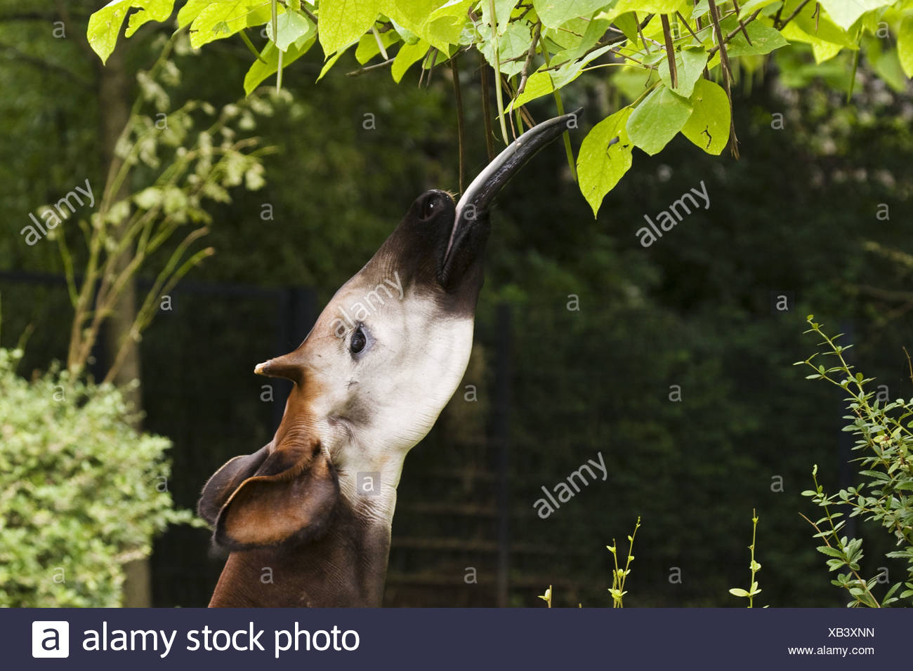 Okapi Tongue High Resolution Stock Photography and Images - Alamy