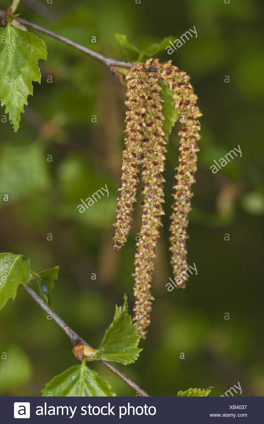 Disease Birch Stock Photos & Disease Birch Stock Images - Alamy
