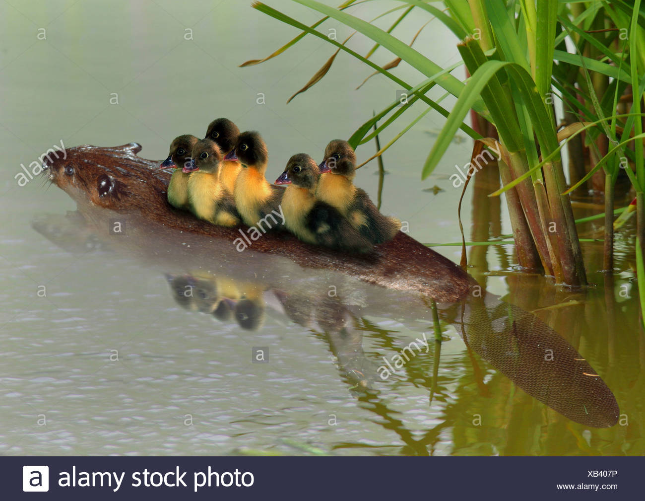 Beaver Duck High Resolution Stock Photography and Images - Alamy