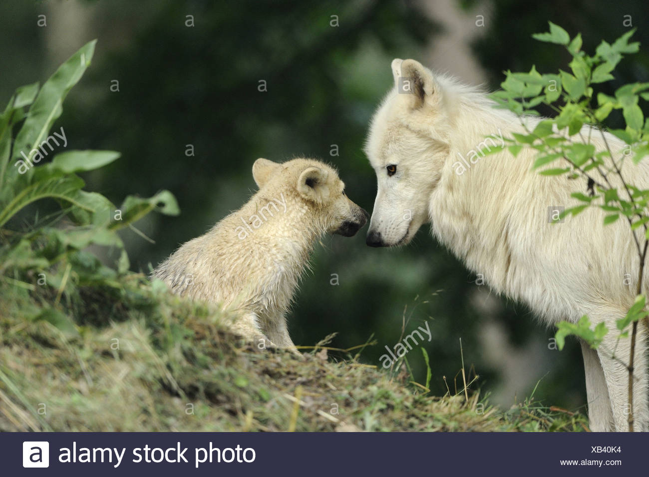 Arctic Tundra Wolves High Resolution Stock Photography and Images - Alamy