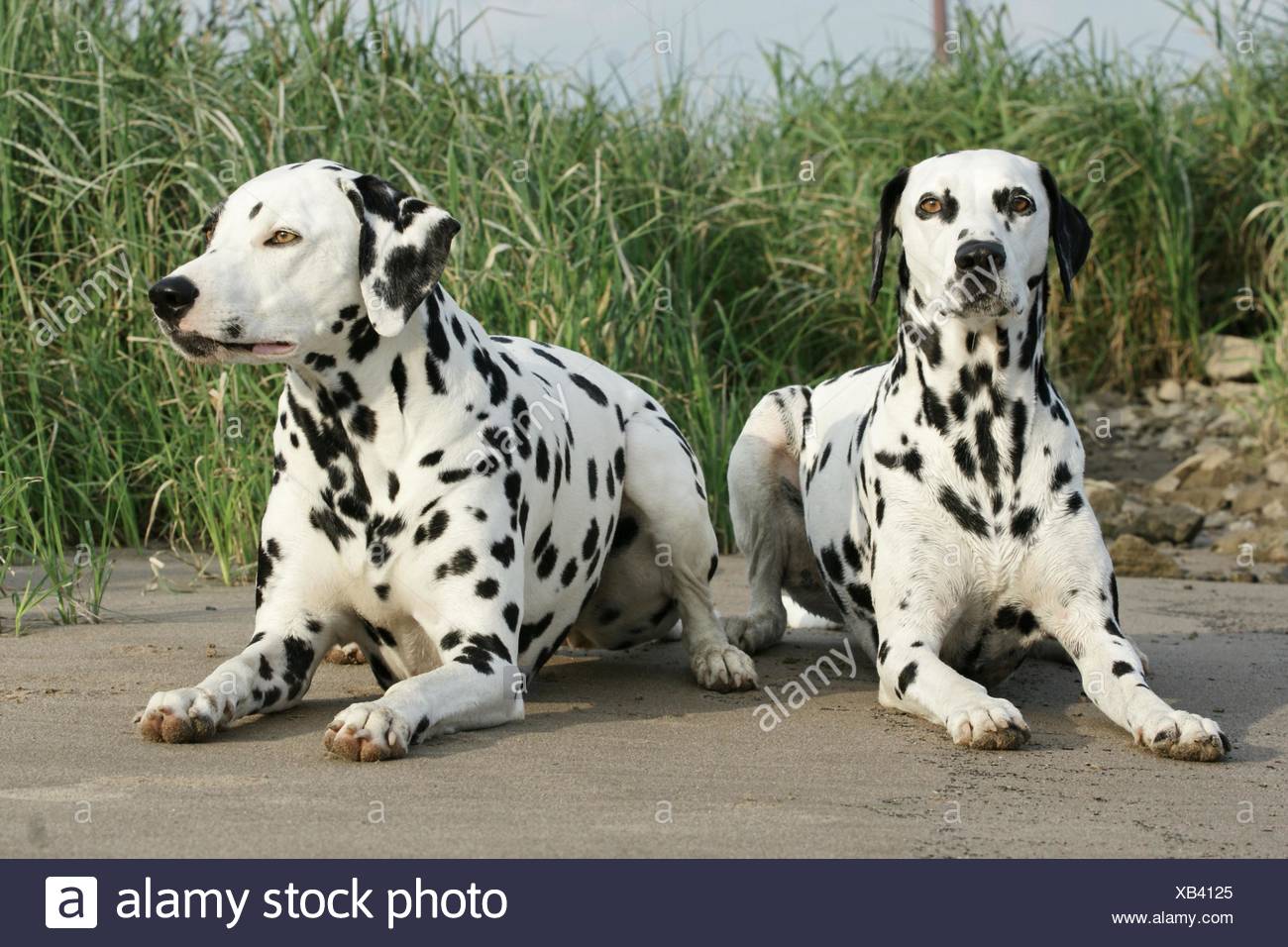 Two Dalmatians High Resolution Stock Photography and Images - Alamy