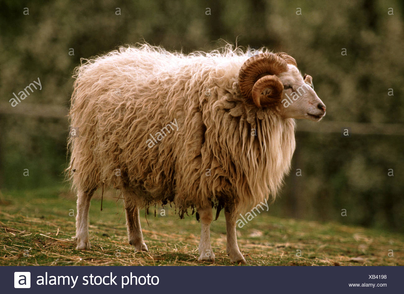 Domestic Sheep Ram Side High Resolution Stock Photography and Images ...