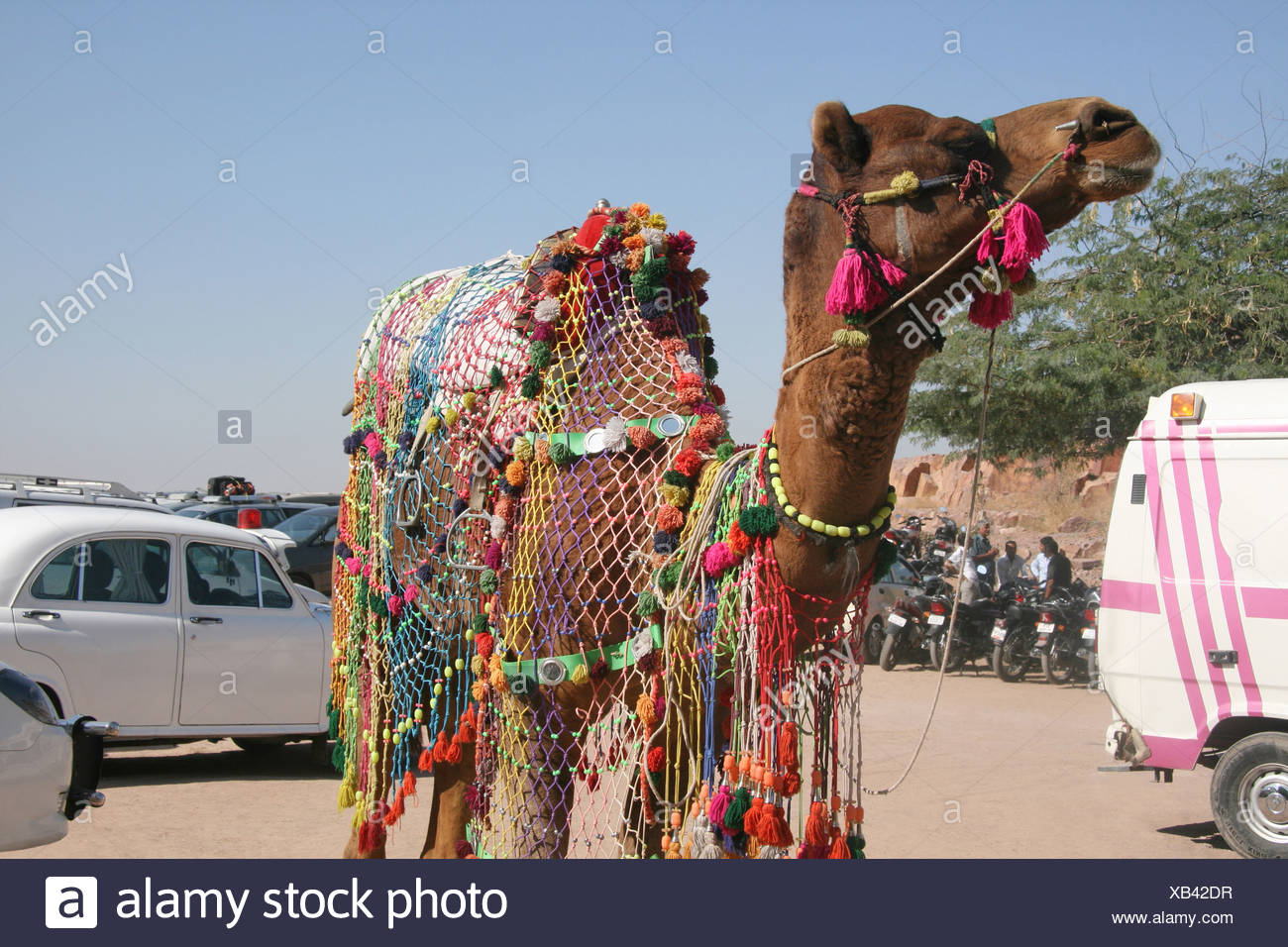 Colourful Camel High Resolution Stock Photography and Images - Alamy