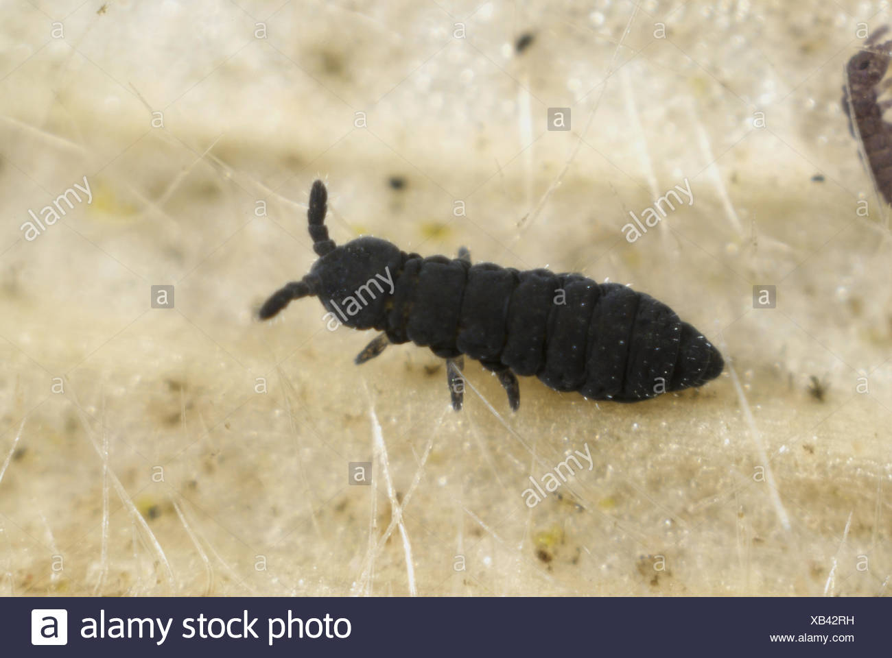 Springtail Insect Stock Photos & Springtail Insect Stock Images - Alamy