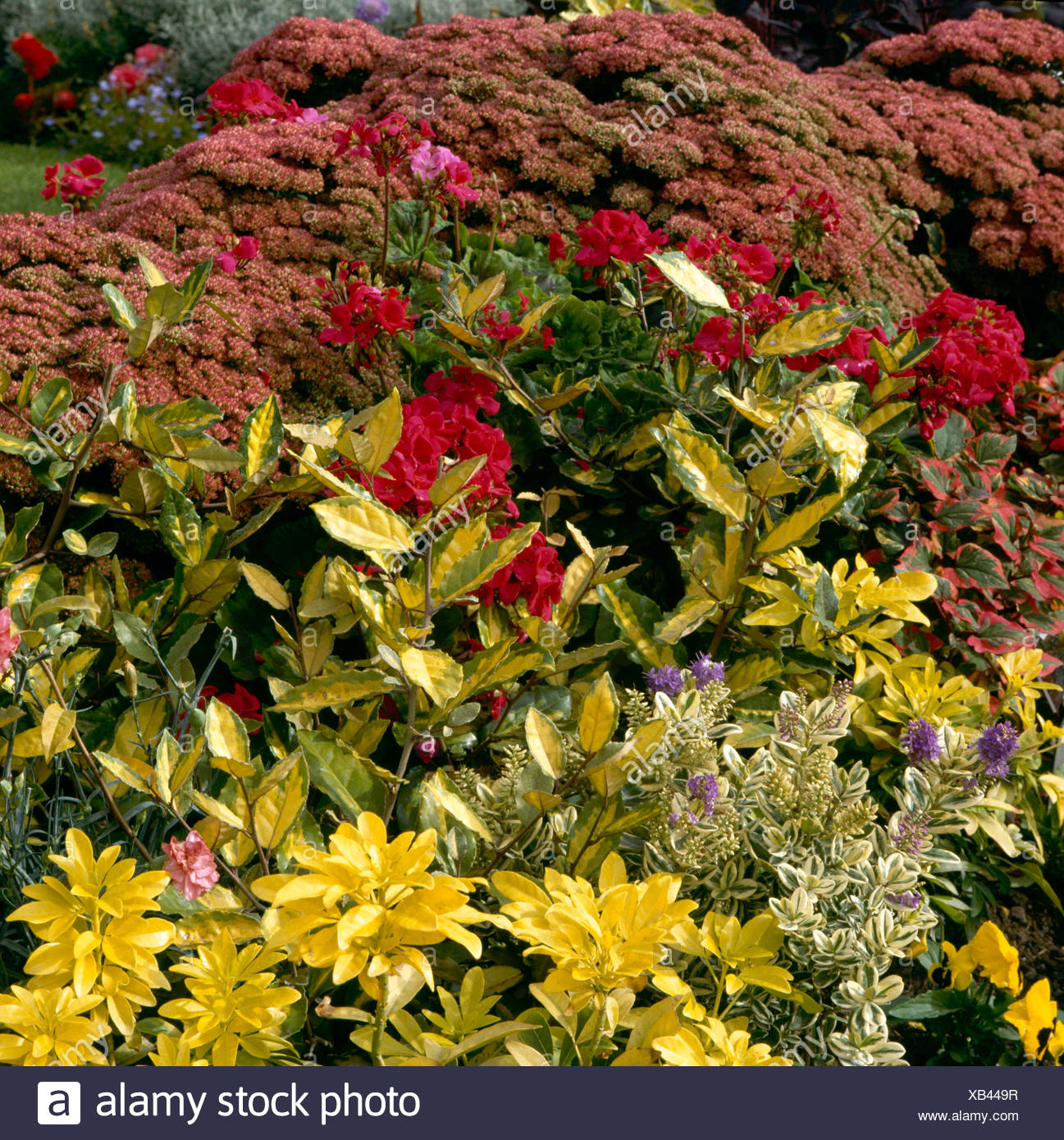 Hebe Border Stock Photos & Hebe Border Stock Images - Alamy