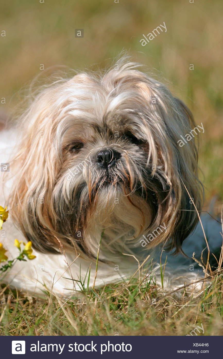 Tibetischer High Resolution Stock Photography and Images - Alamy