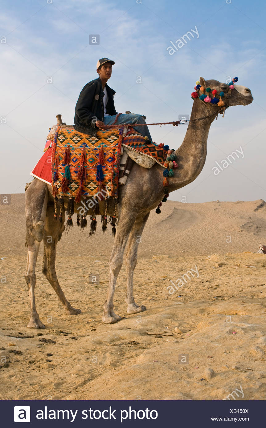 Camel With Rider High Resolution Stock Photography and Images - Alamy