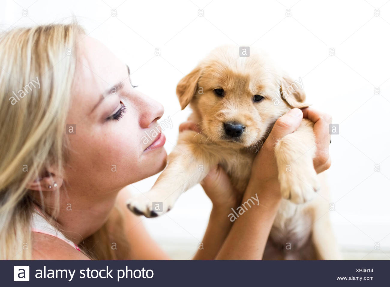 Golden Retriever Studio High Resolution Stock Photography and Images ...