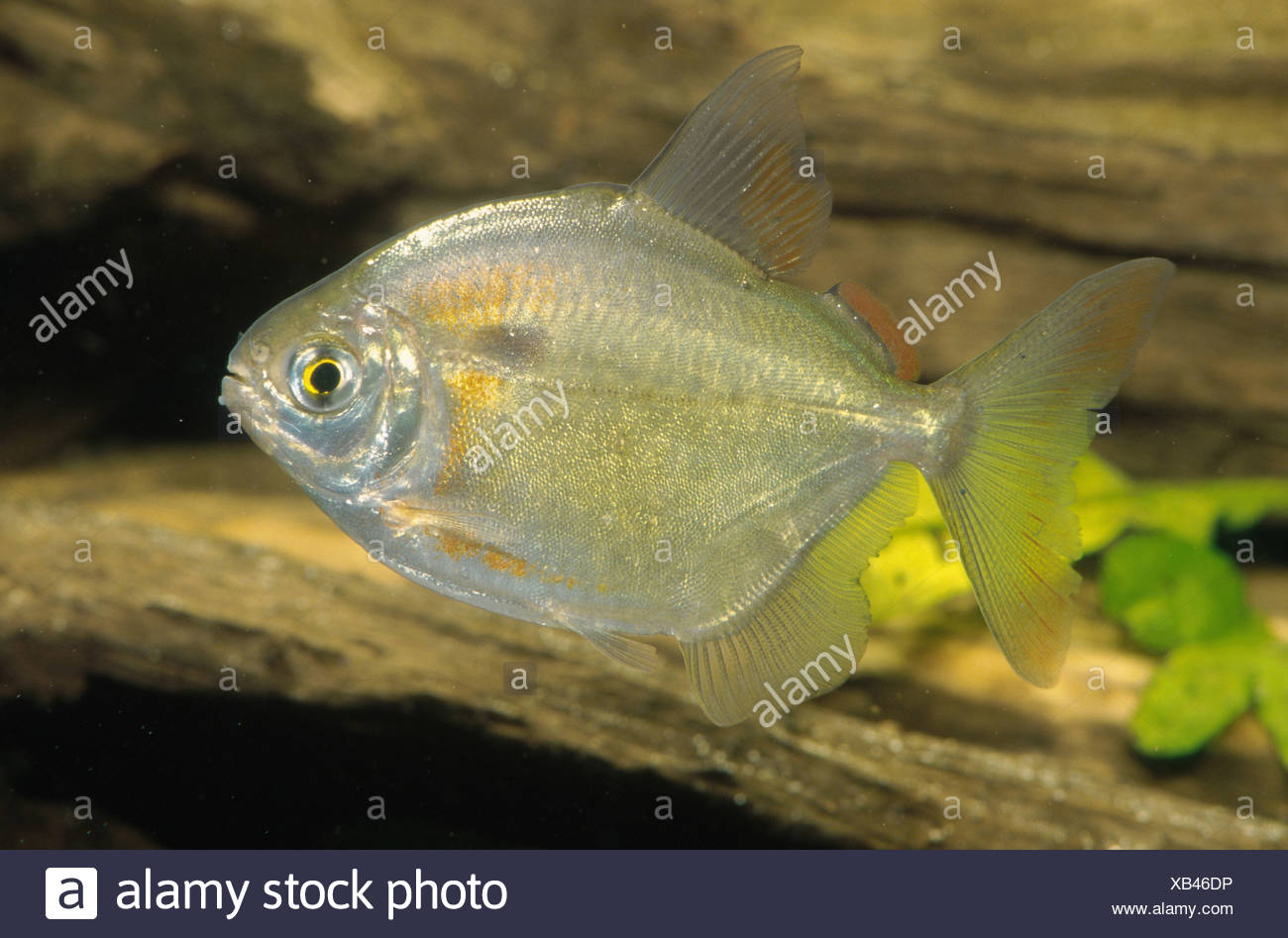 Metynnis Argenteus High Resolution Stock Photography and Images - Alamy