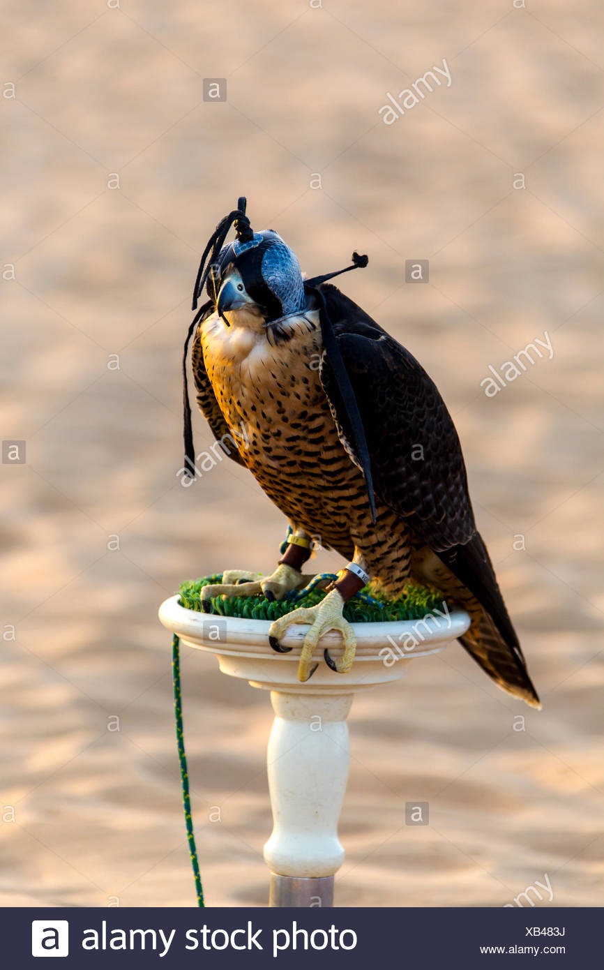 Arab Hunting Falcon High Resolution Stock Photography and Images - Alamy