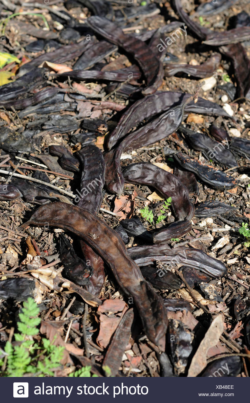 Carob Seed Pods High Resolution Stock Photography and Images - Alamy