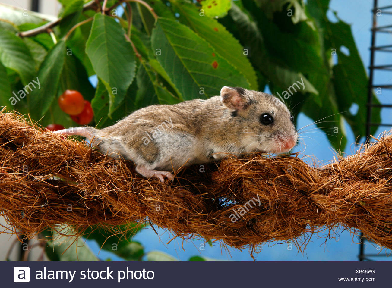 Chinese Dwarf Hamster Male