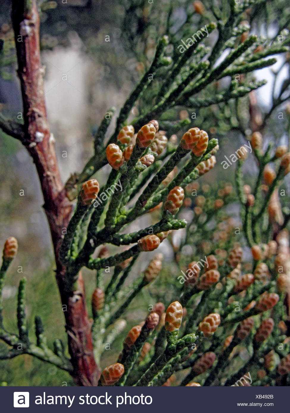 Pencil Cypress Trees High Resolution Stock Photography and Images - Alamy