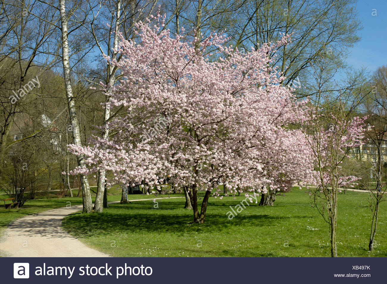 Prunus X Accolade High Resolution Stock Photography and Images - Alamy