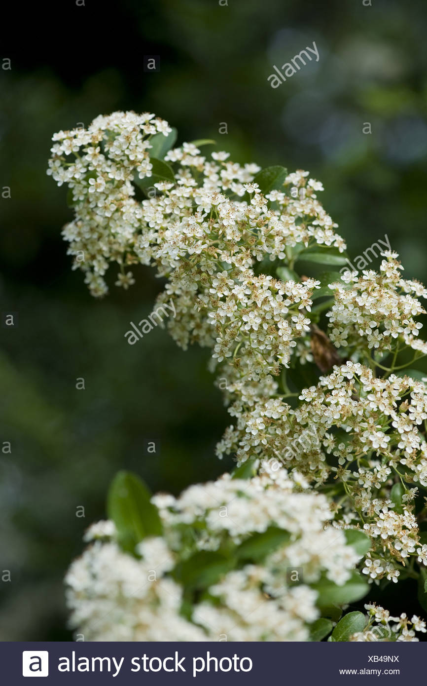 Pyracantha Firethorn Flowers High Resolution Stock Photography and ...