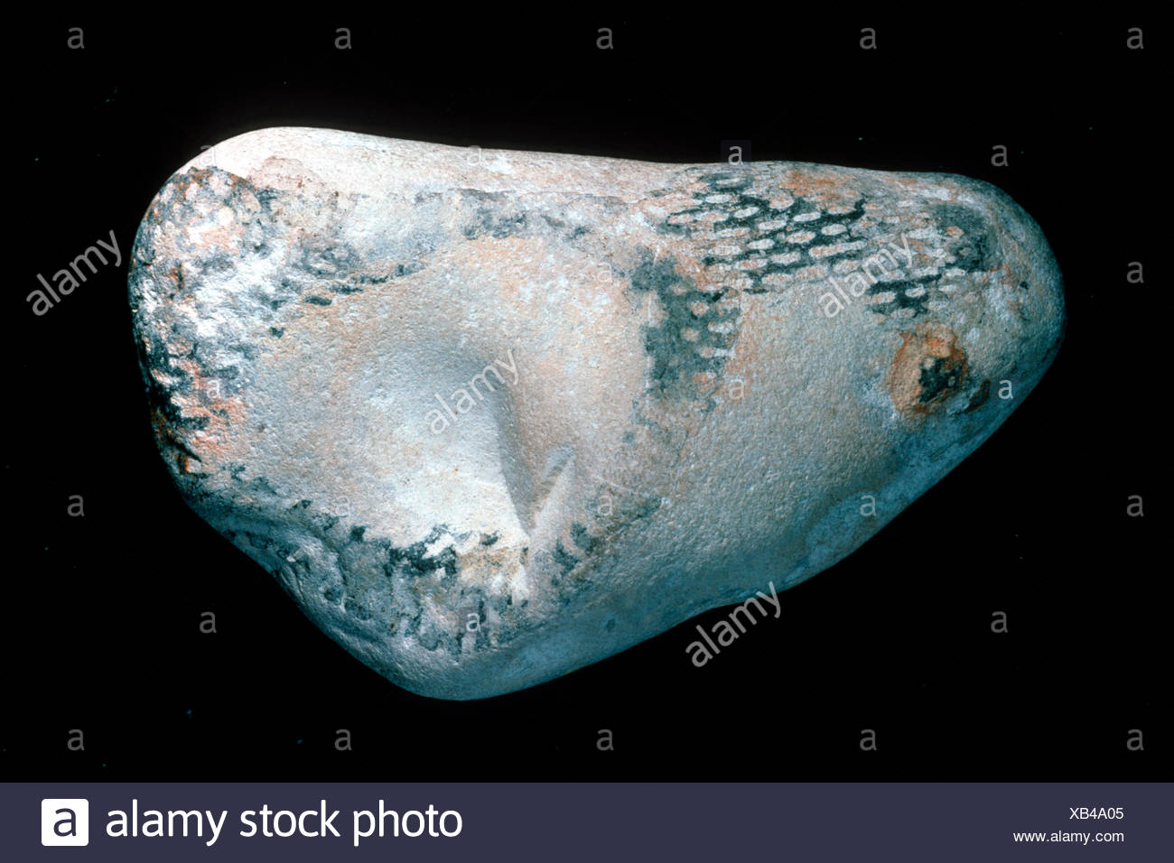 Fossil Sponge High Resolution Stock Photography and Images - Alamy