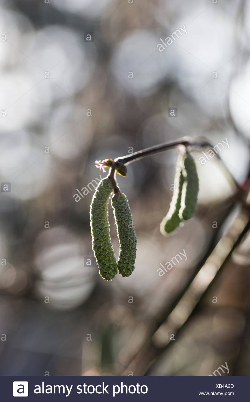 Fever Bush Stock Photos & Fever Bush Stock Images - Alamy