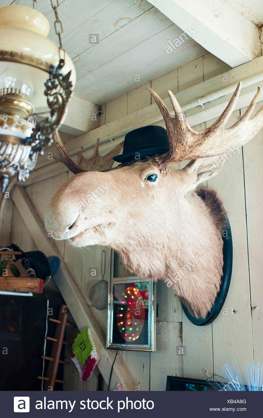 Moose Head On Wall High Resolution Stock Photography and Images - Alamy