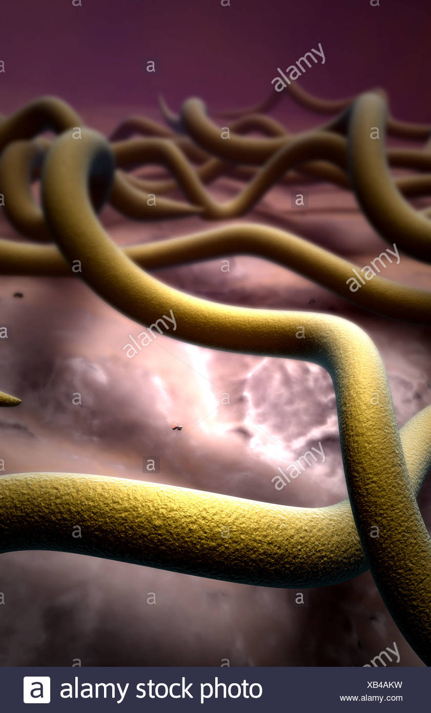 Lyme Disease Spirochete Borrelia Burgdorferi Stock Photos & Lyme ...