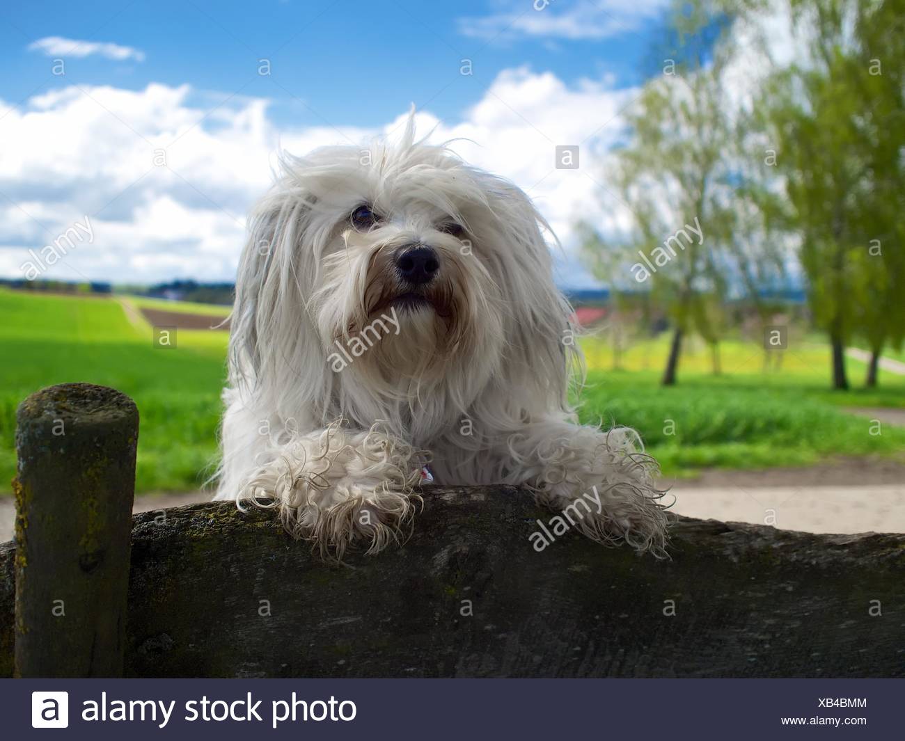 Dog Stock Photos & Dog Stock Images - Alamy