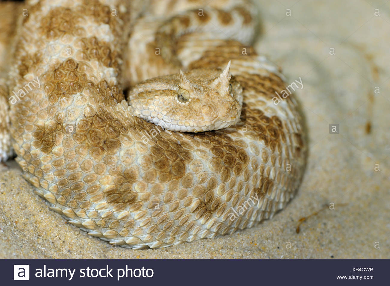 African Vipers High Resolution Stock Photography and Images - Alamy