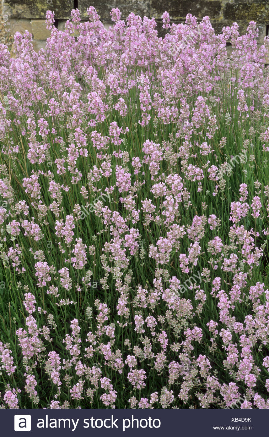 Lavandula Angustifolia Rosea High Resolution Stock Photography and ...