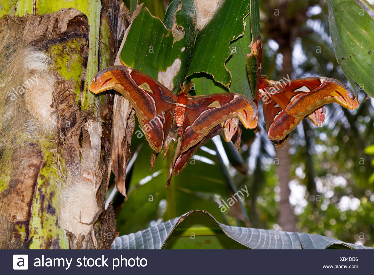 Asian Moths High Resolution Stock Photography and Images - Alamy