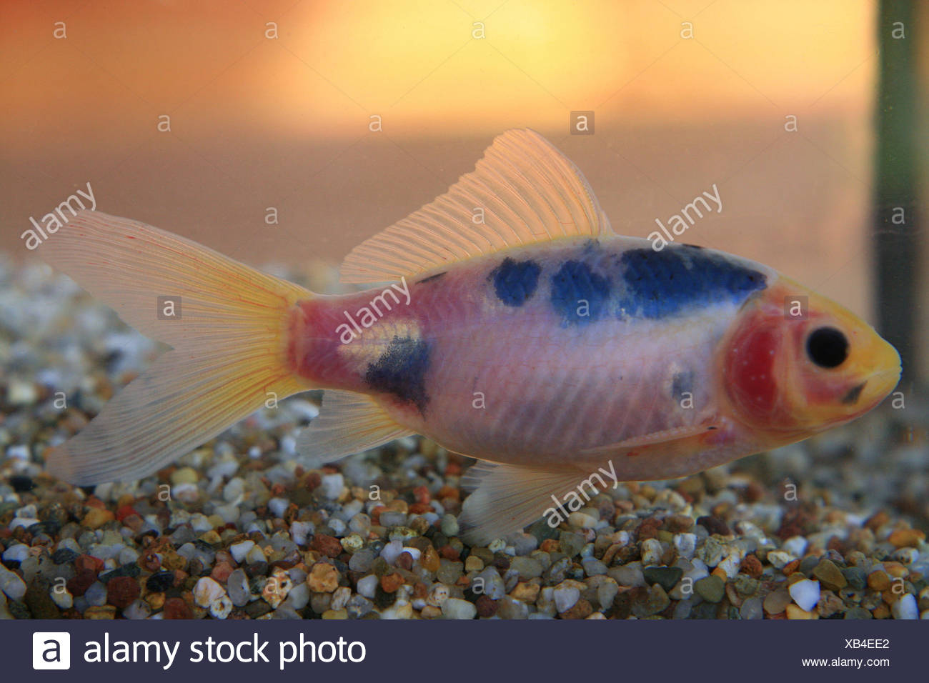 Shubunkin High Resolution Stock Photography and Images - Alamy