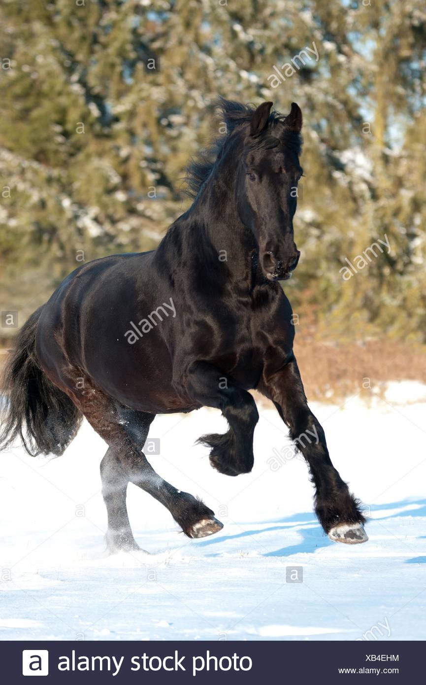 Friesian Horse Galloping Snow High Resolution Stock Photography and ...