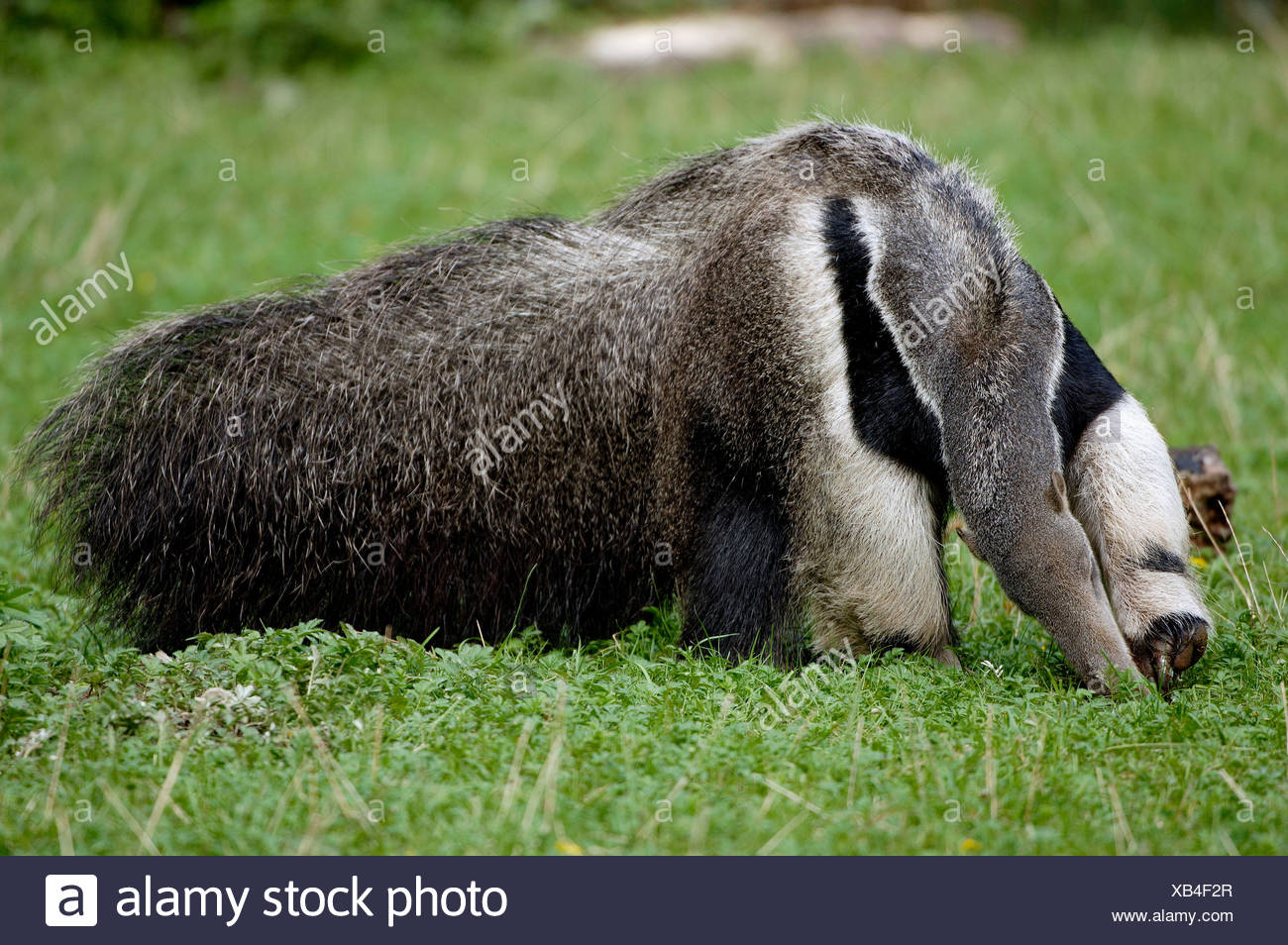 Anteater Eating Stock Photos & Anteater Eating Stock Images - Alamy