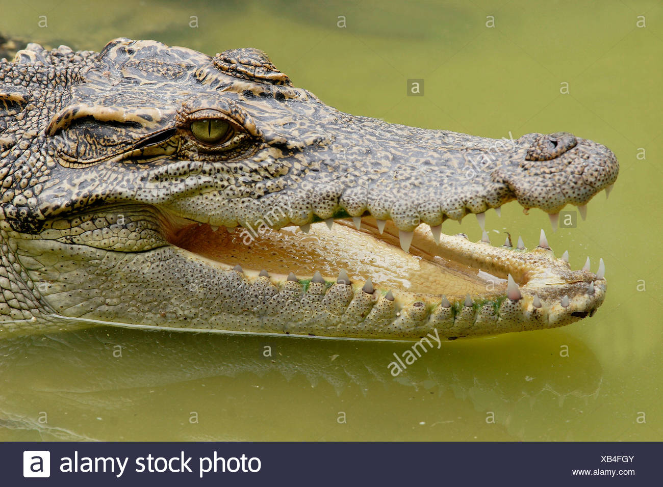 Siamese Crocodile Stock Photos & Siamese Crocodile Stock Images - Alamy