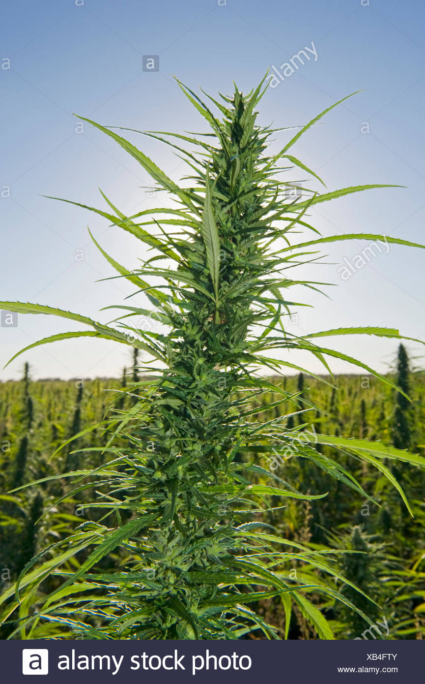 Industrial Hemp Being Grown For Fibre And Seed High Resolution Stock ...