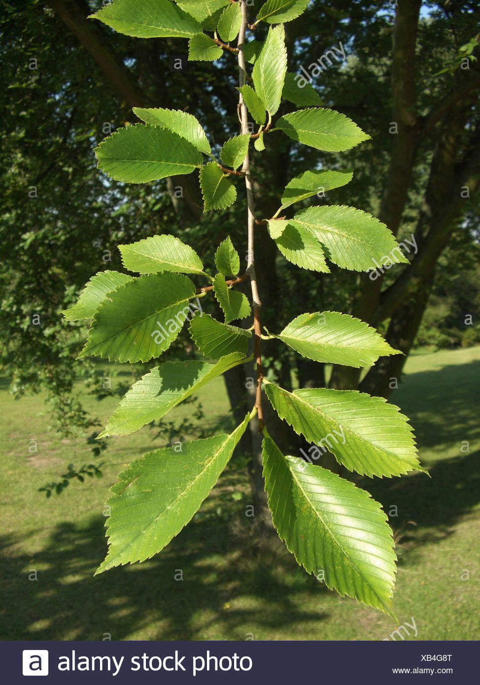 Ulmus Americana High Resolution Stock Photography and Images - Alamy