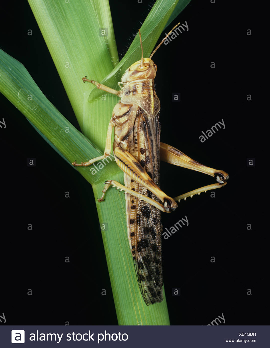 Locust Swarm Crop Stock Photos & Locust Swarm Crop Stock Images - Alamy