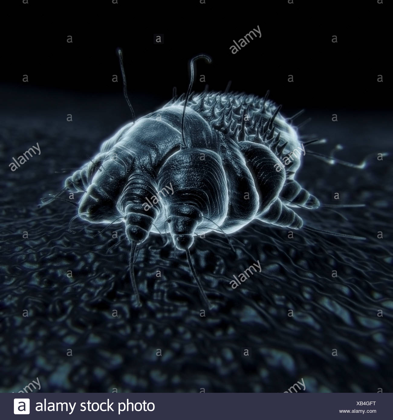 Sarcoptes Scabiei Stock Photos & Sarcoptes Scabiei Stock Images - Alamy