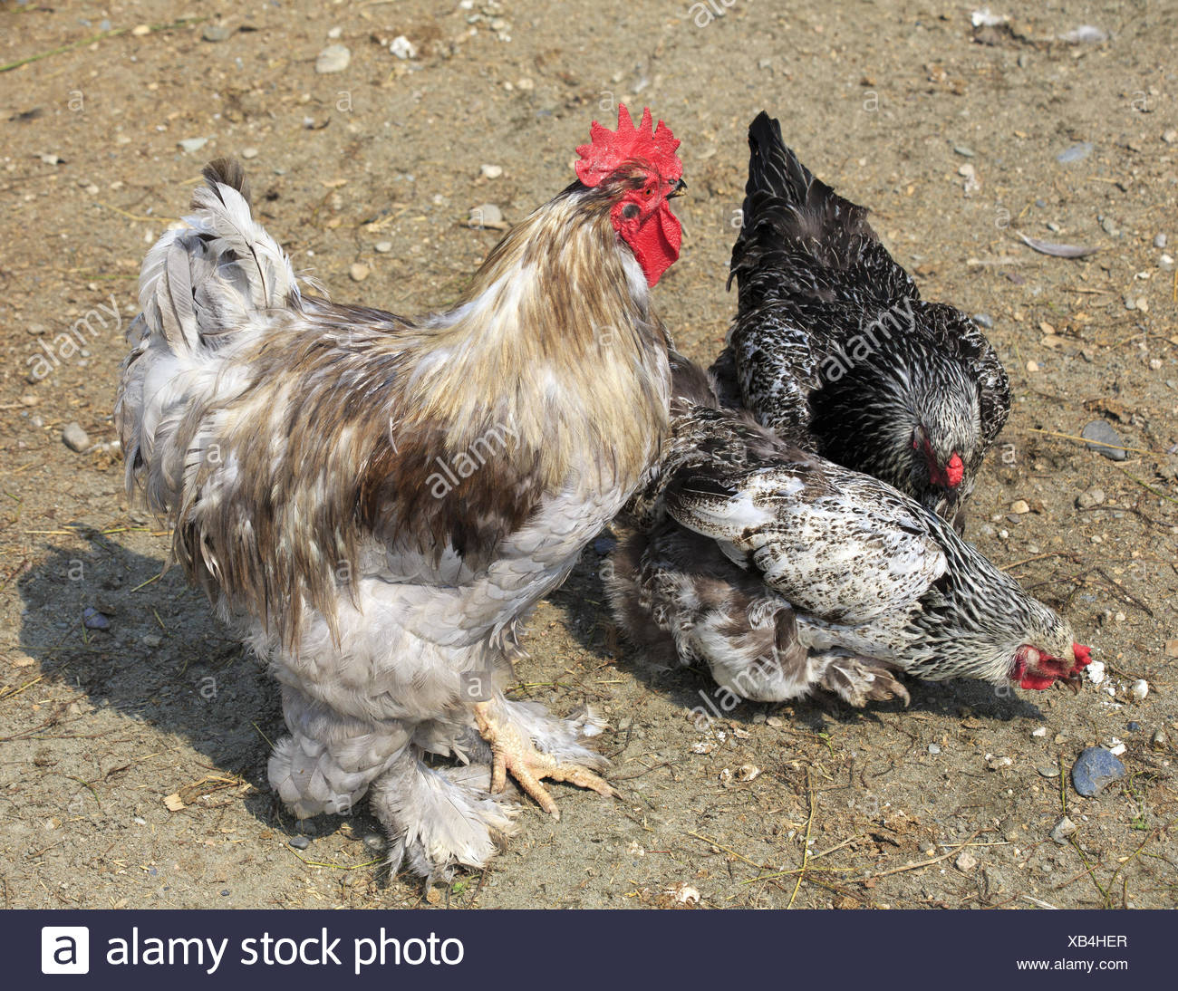 Cochin Chicken Stock Photos & Cochin Chicken Stock Images - Alamy