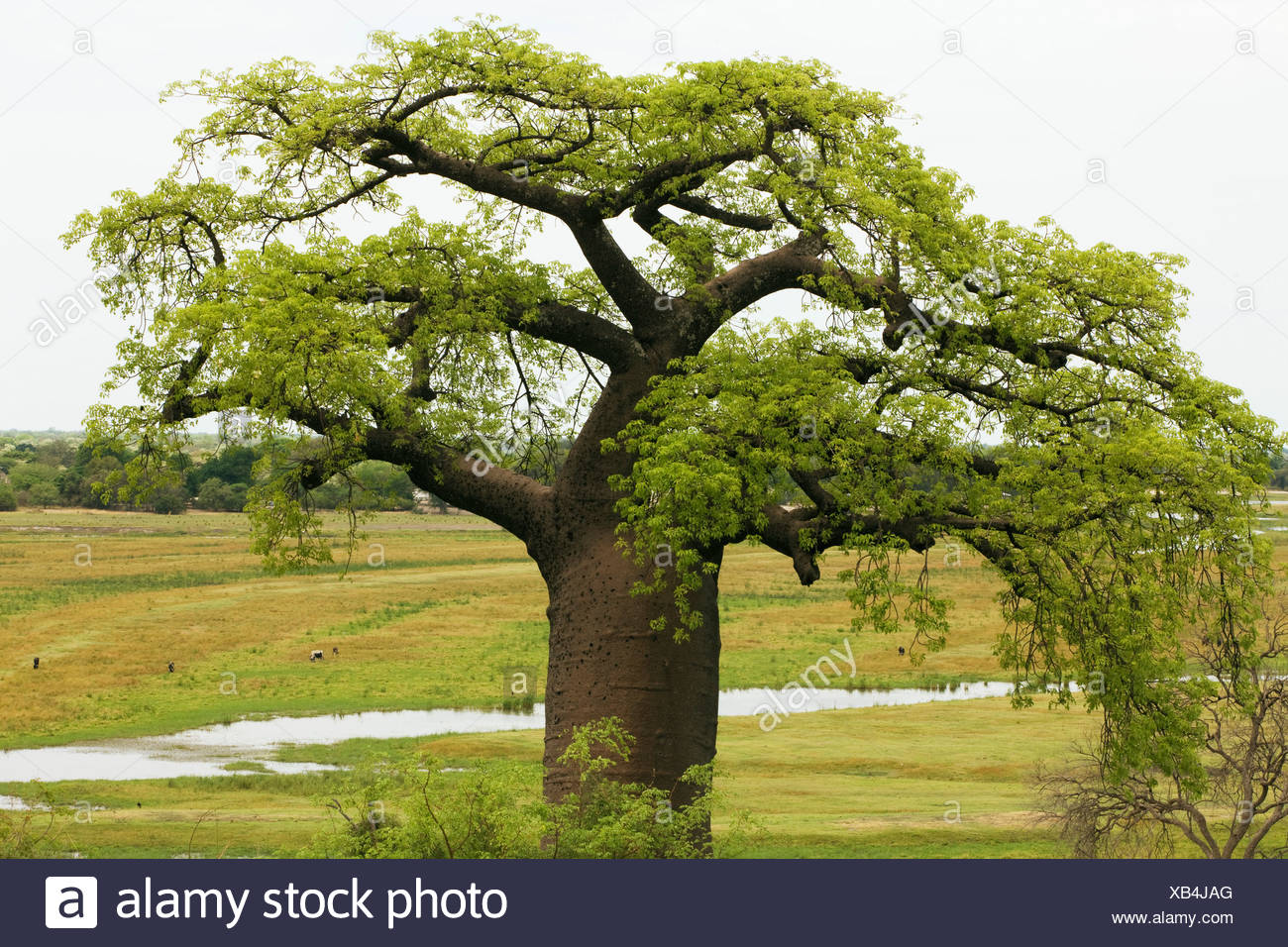 Tamarind Tree Stock Photos & Tamarind Tree Stock Images - Alamy