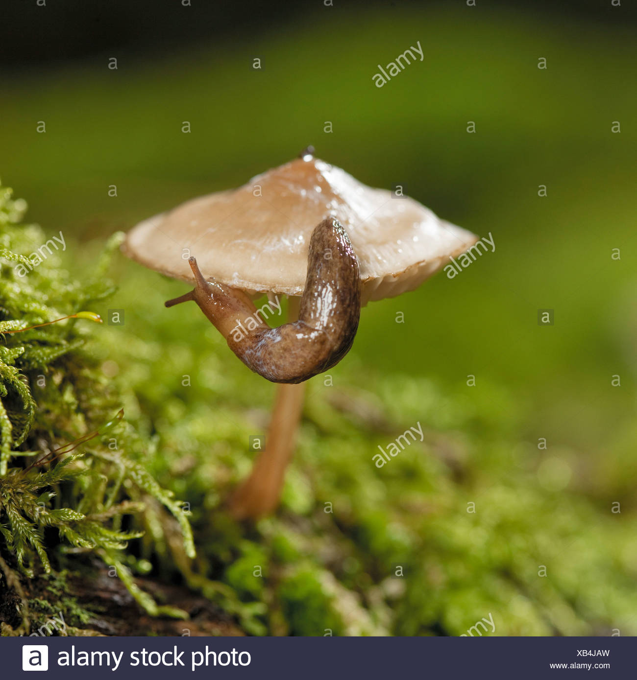 Deroceras Reticulatum High Resolution Stock Photography and Images - Alamy