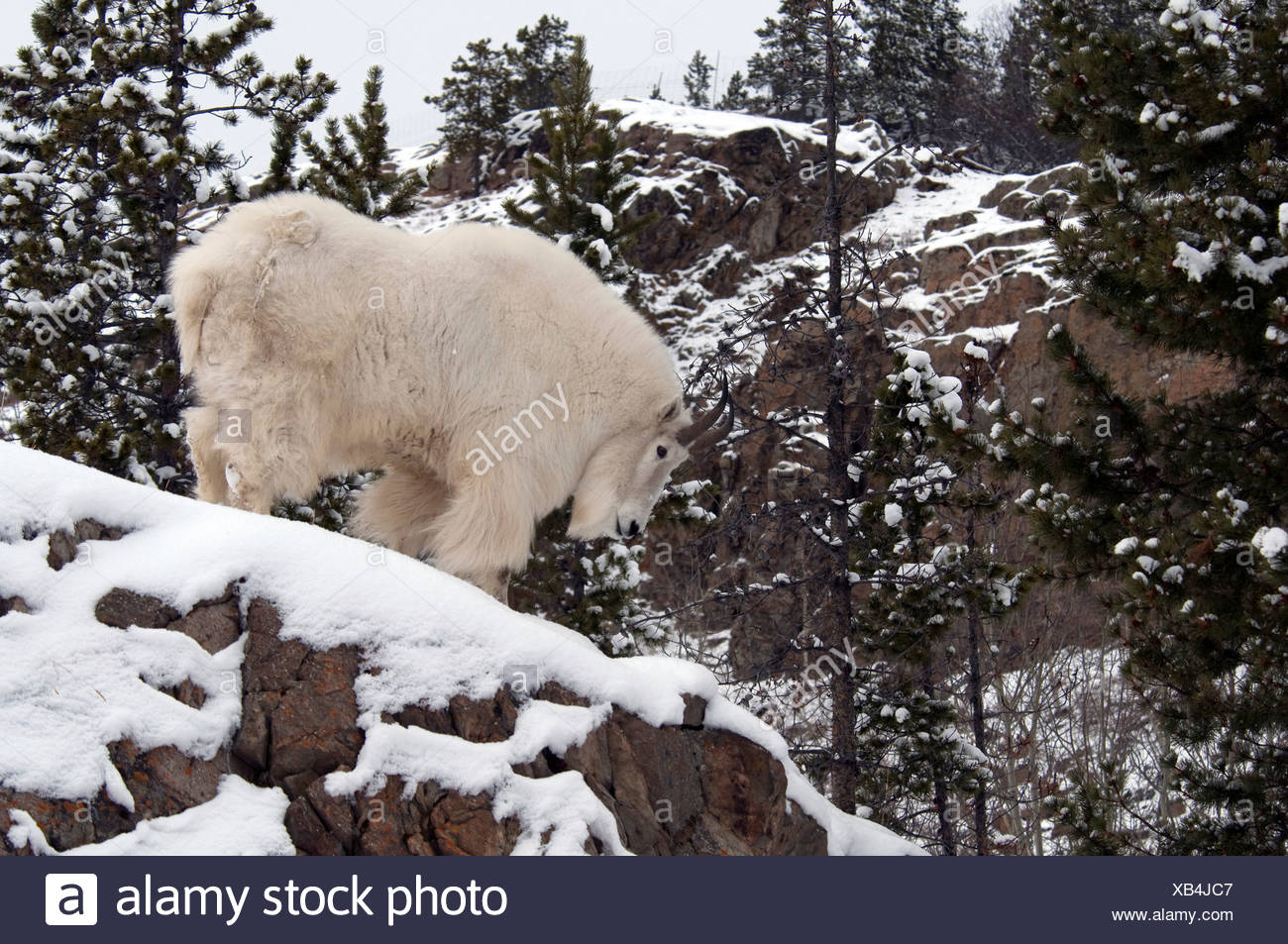 Mountain Goat Animal Snow Winter Canada White Stock Photos & Mountain ...