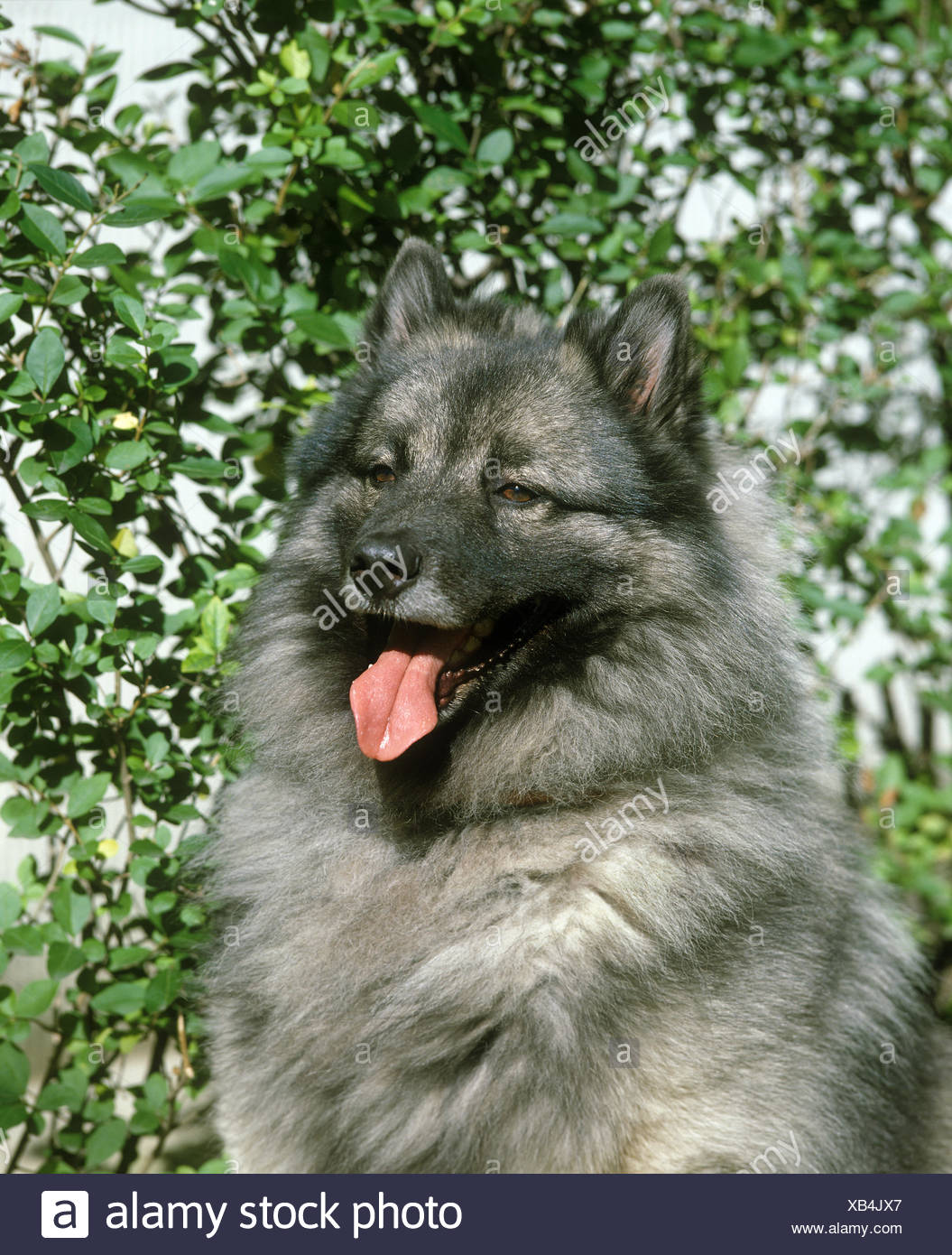 Wolf Spitz Dog Stock Photos & Wolf Spitz Dog Stock Images - Alamy