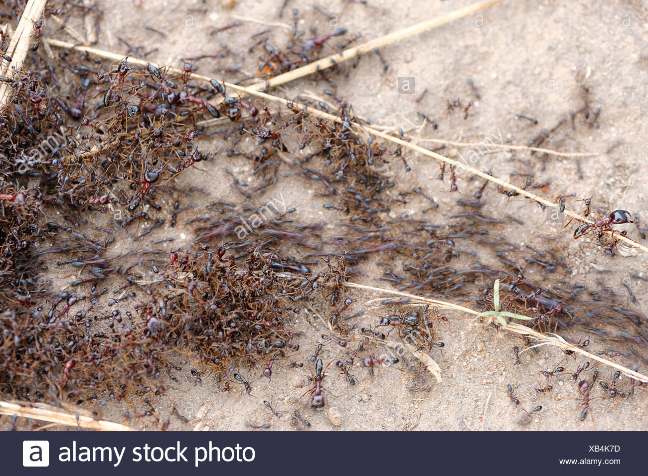 Safari Ant High Resolution Stock Photography and Images - Alamy